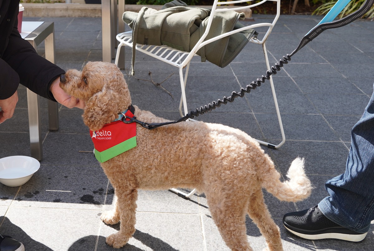 Paws for Thought: Prioritising Wellbeing at ONI | National Intelligence ...